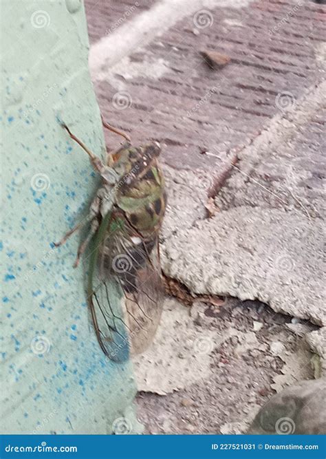 Firstlocustoftheplague Stock Image Image Of Insect 227521031