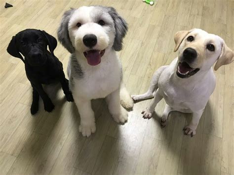 올딩 올드잉글리쉬쉽독리트리버쉽독 모여랏대형견 전국 분양교배입양애견용품 Band