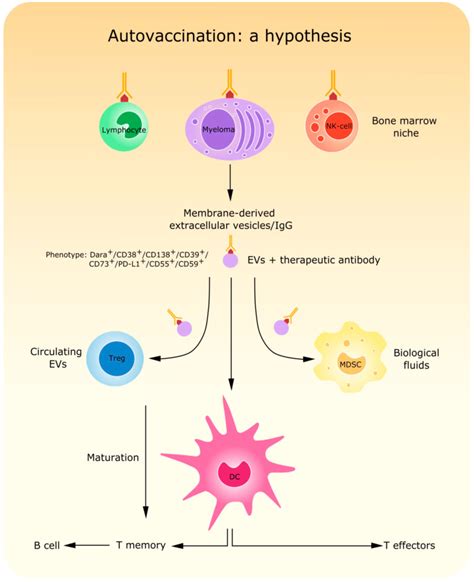 Novel Insights In Anti Cd38 Therapy Based On Cd38 Receptor Expression And Function The Multiple