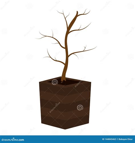 Stages Of Growth Of A Tree From A Seed Life Cycle Of A Tree From Seed To Large Tree Watering