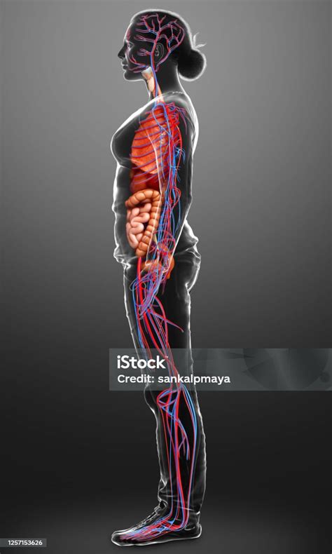 여성 순환 계통 및 내부 장기의 의학적으로 정확한 그림을 3d 렌더링 0명에 대한 스톡 사진 및 기타 이미지 0명 3차원