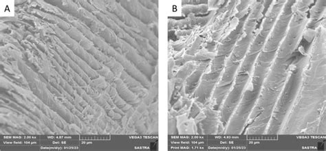 Scanning Electron Microscope Images Of Sorghum Straw A Download Scientific Diagram