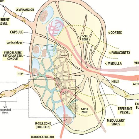 A Annotated Diagram Of A Whole Lymph Node Anatomy Download Scientific Diagram