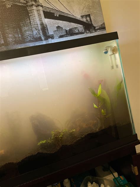 Just Rearranged My Tank And My Fluvial Stratum Made The Water Cloudy