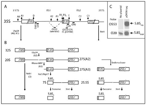 Canonical Rrna Processing Pathways A Map Of The Yeast Rrna Download Scientific Diagram