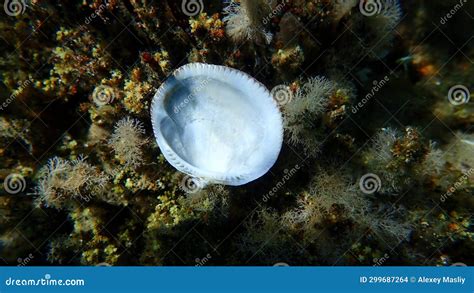 Seashell Of Bivalve Mollusc White Trough Shell Or Rayed Trough Clam Mactra Stultorum Royalty