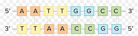 Complementary Base Pairing Hd Png Download Vhv