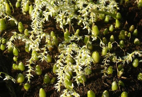 Mingalapar Flower Thazin The Bulbophyllum Auricomum Or Facebook