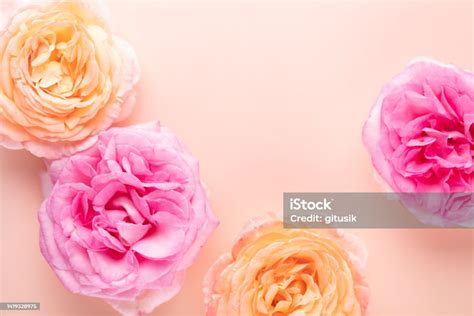 장미와 함께 흐릿한 배경 텍스트의 공간을 복사합니다 모의 템플릿 벽지 웨딩 카드에 사용할 수 있습니다 개념에 대한 스톡 사진 및 기타 이미지 Istock