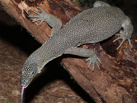 Vivariumsreptilesmangrove Monitors Tropical Hobbies