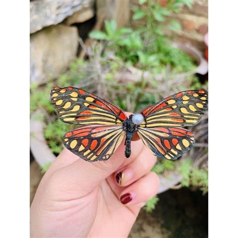 Tiêu Bản Bướm Campylotes Desgodinsi Oberthür 1884 Shopee Việt Nam