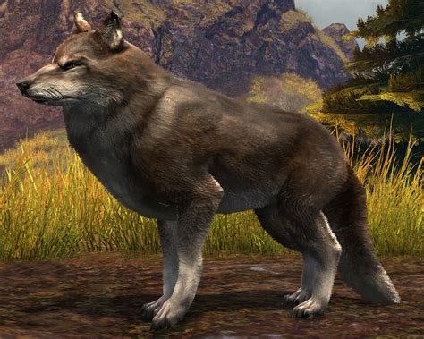 Elite Timber Wolf Guild Wars 2 Wiki Gw2w