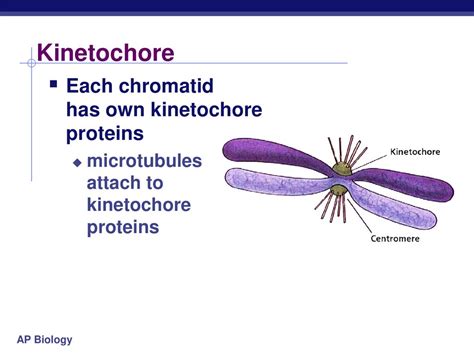 Monday October 21st Lab 2 Quiz Today Ppt Download
