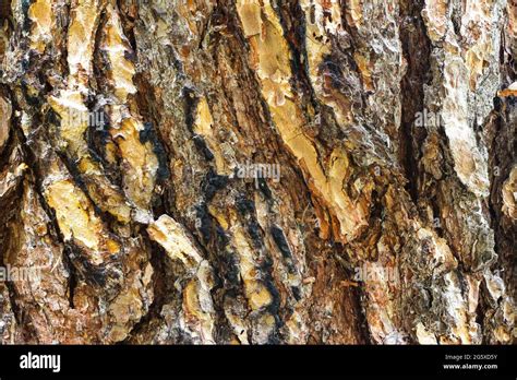Tree Bark Structure Tree Bark Background Forest Trunk Pattern Stock Photo Alamy
