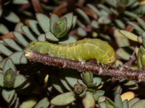 Cutworms Id And Treatment Better Termite