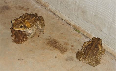 Toxic Cane Toads In Queensland Hip Forums