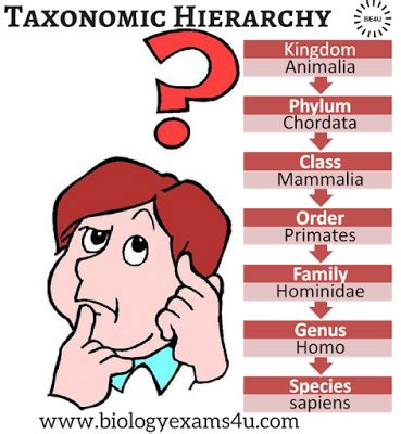 Taxonomic Hierarchy Human Taxonomy Chart Biology Notes Species Hierarchy