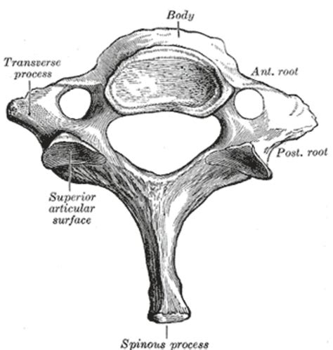 Vertebra Prominens C7 Detailed Superior View Analysis And Clinical