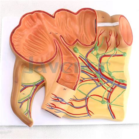 Appendix Model Labeled