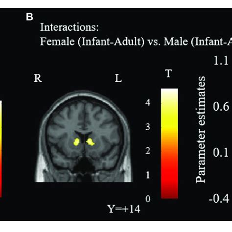 Results Of The Flexible Factorial Analysis A Infant Faces Elicited