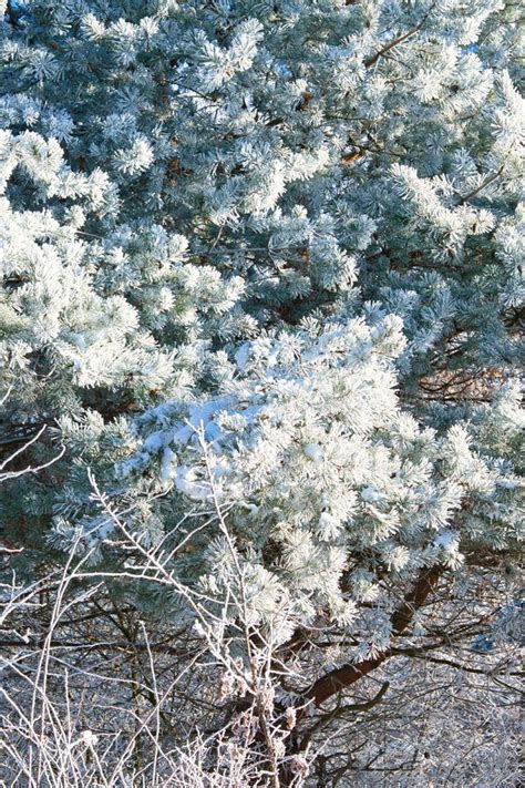 Ice Crystals Formed On Branches And Freeze In All Directions On A Fir Tree Stock Image Image