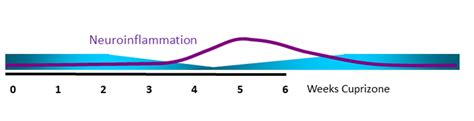 Cuprizone Models Of Multiple Sclerosis Ms Biospective