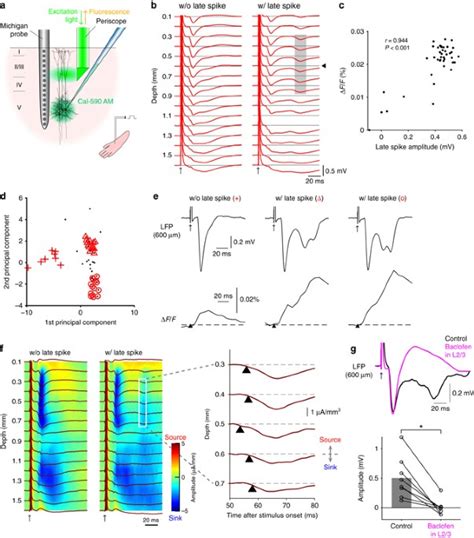 Dendritic Calcium Spikes Are Clearly Detectable At The Cortical Surface Nature Communications
