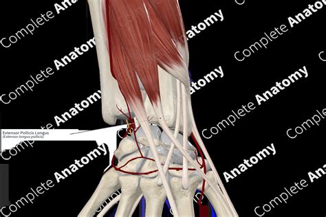 Extensor Pollicis Longus Complete Anatomy