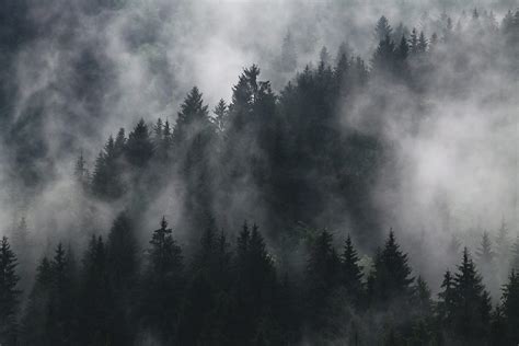500 Dark Forest Pictures [hd] Download Free Images On Unsplash
