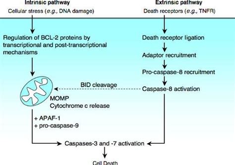 Intrinsic And Extrinsic Pathway Of Apoptosis Figure Reprinted From Download Scientific Diagram