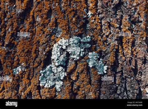 Tree Bark Texture Pattern Stock Photo Alamy