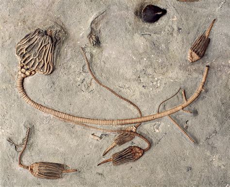 Sea Lily Fossil Photograph By Hiroya Minakuchi Fine Art America