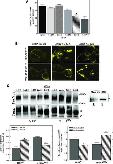 Effect Of Sirna Induced Depletion Of Individual Sec24 Isoforms On Er Download Scientific