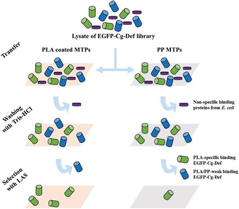 Overview Of The Plabs System To Identify Cg‐def Variants With Improved Download Scientific