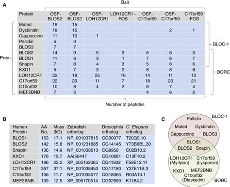 Borc A Multisubunit Complex That Regulates Lysosome Positioning