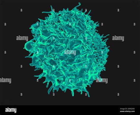 Colorized Scanning Electron Micrograph Of A T Lymphocyte Credit Niaid