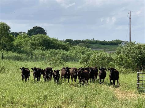 100 Full Blood Wagyu Cut To Order