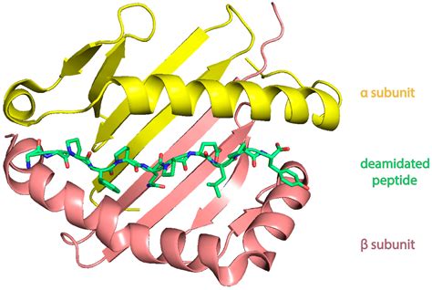 Gluten Protein Structure