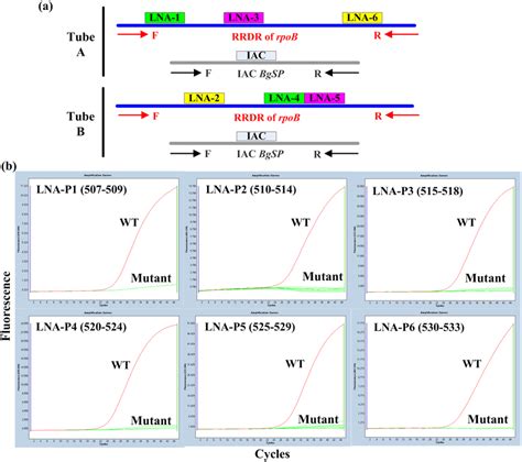 Schematic Description Of The Assay And Mutation Discrimination