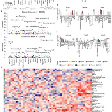 Pdf Construction Of A Multi Tissue Cell Atlas Reveals Cell Type Specific Regulation Of
