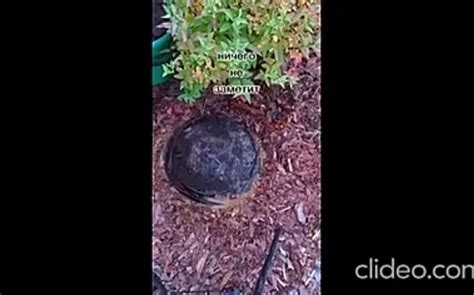 Как ухаживать за цветами — Видео от Как ухаживать за цветами Смотреть онлайн в поиске Яндекса