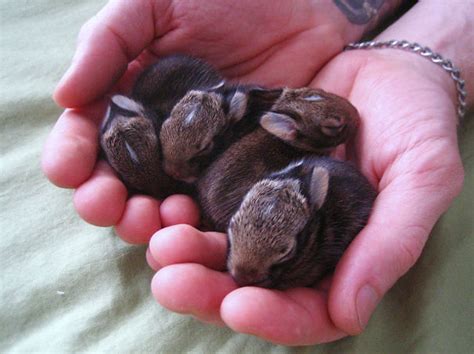 Super Cute Baby Bunnies