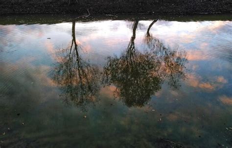 Premium Photo Reflection Of Trees In Lake
