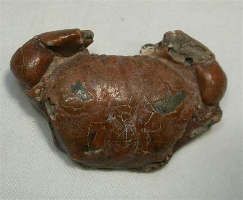 Crab Fossil From Australia