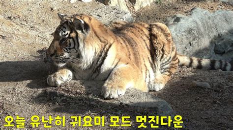 [에버랜드 호랑이] 오둥이 호랑이 오늘 유난히 귀요미 모드 멋진다운이 그에 못지 않은 예쁜우리의 모델놀이 타이거밸리 순둥이 호랑이들~ Youtube