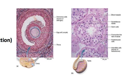 Lecture 10 Reproductive System And Sensory Organs Flashcards Quizlet