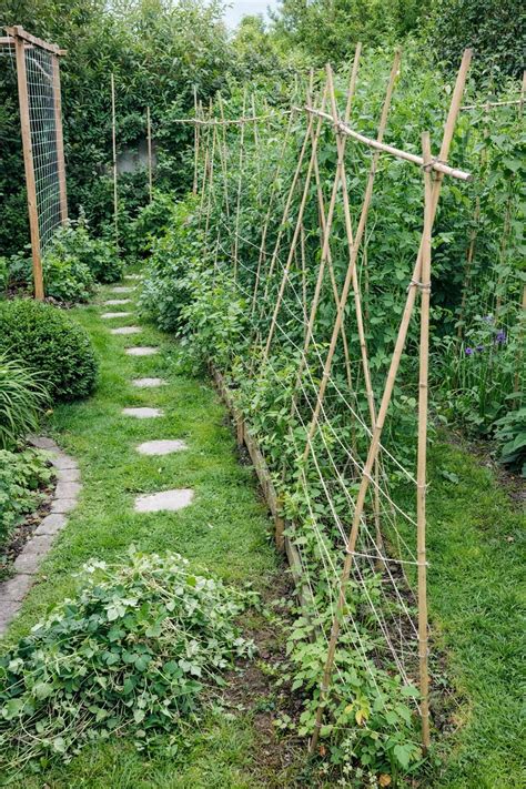 Hackhouse The Classic Bamboo Trellis Row Simple Structure Abundant