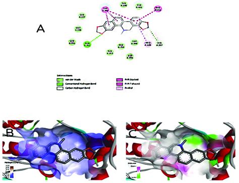 A Interaction Of The Ligand Sanguinarine With The Download