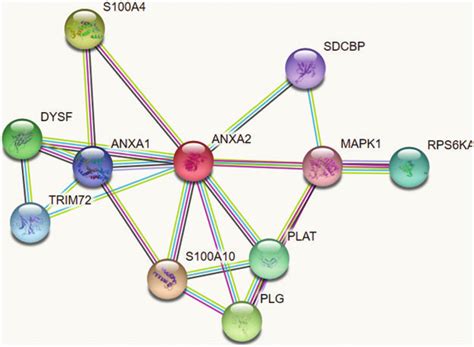 sample of dataset collected from string db download scientific diagram