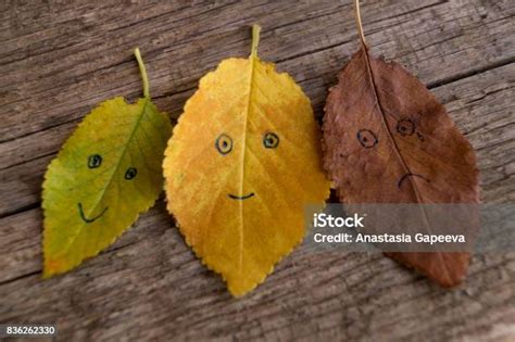 3 화려한가 다른 감정잎은 기 뻐 하 고 무관심 오래 된 나무 배경에 슬픈 빛에 대한 스톡 사진 및 기타 이미지 빛 잎 10월 Istock
